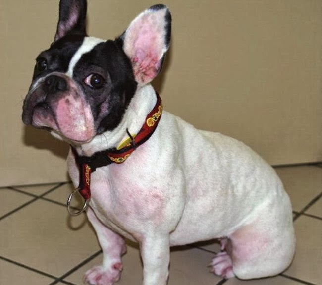 Clinica Veterinaria Torreblanca: ATOPIA. DERMATITIS ATÓPICA EN EL PERRO