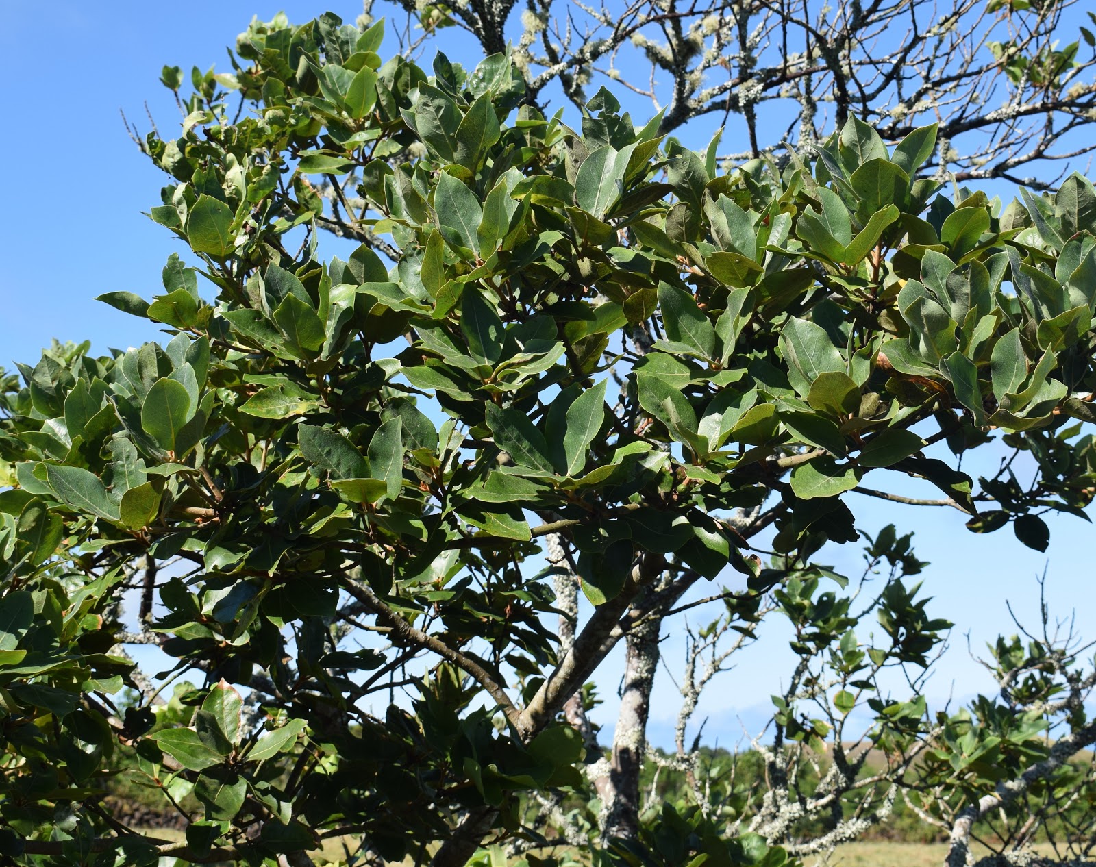 Plantas: Beleza e Diversidade: Endémicas dos Açores #21: Louro (Laurus ...