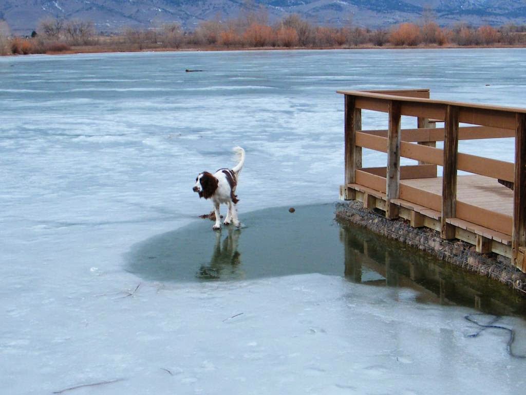 Dogs on Ice | The Ark In Space