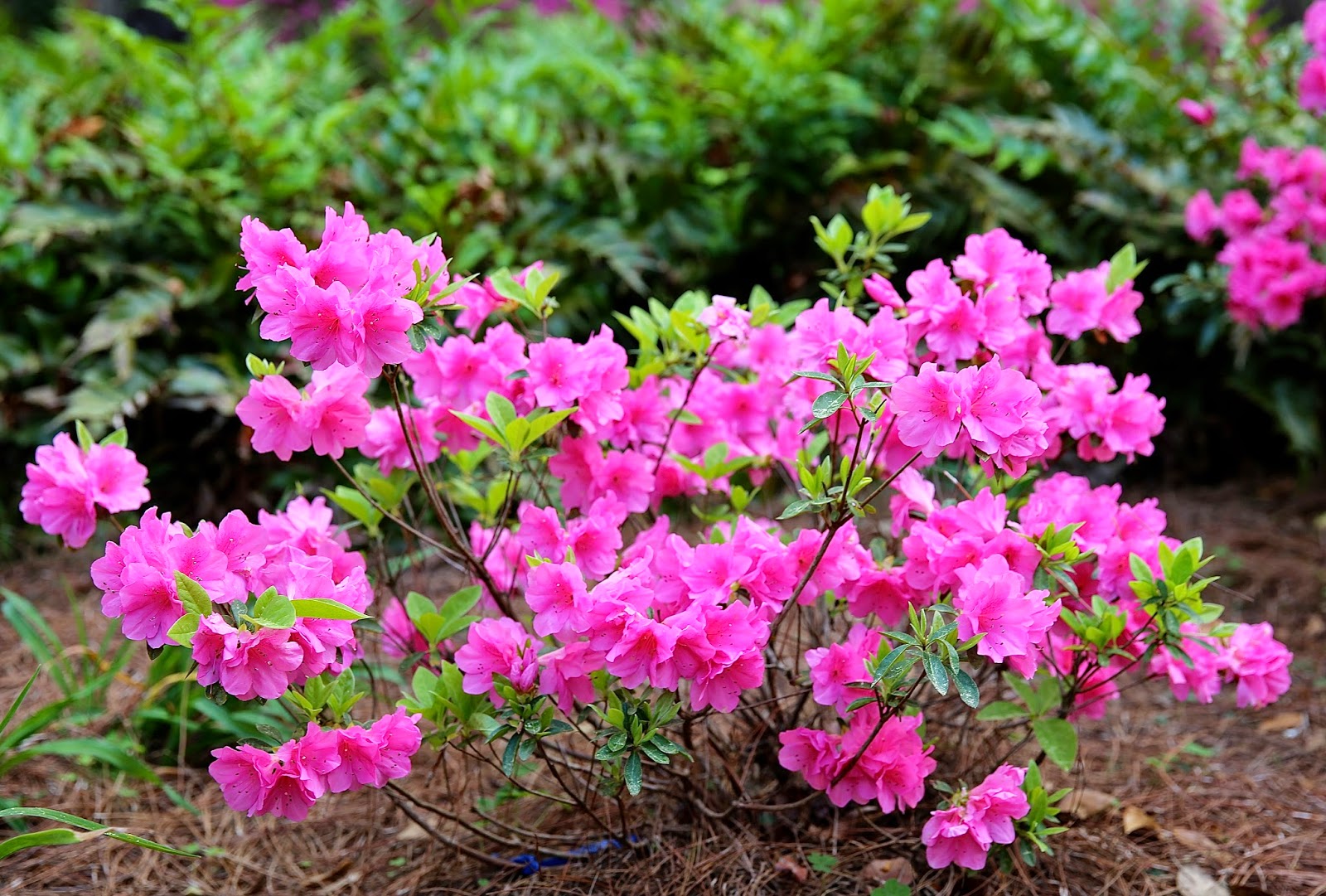 Sweet Southern Days: First Day of Spring at Hidden Hollow