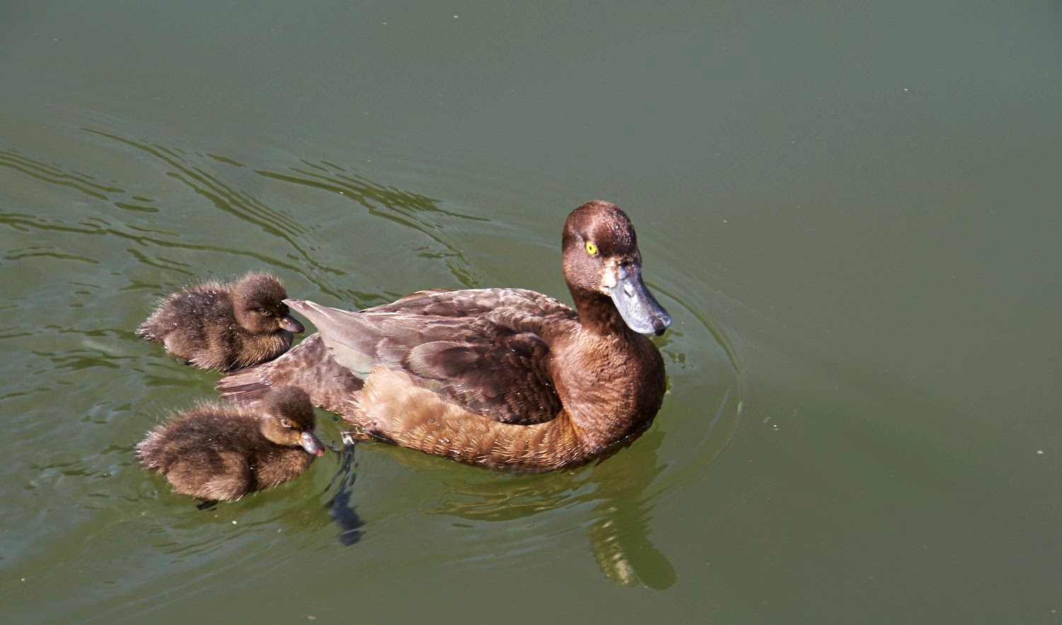 Thames Nature Notes: Ducklings and baby tufted ducks