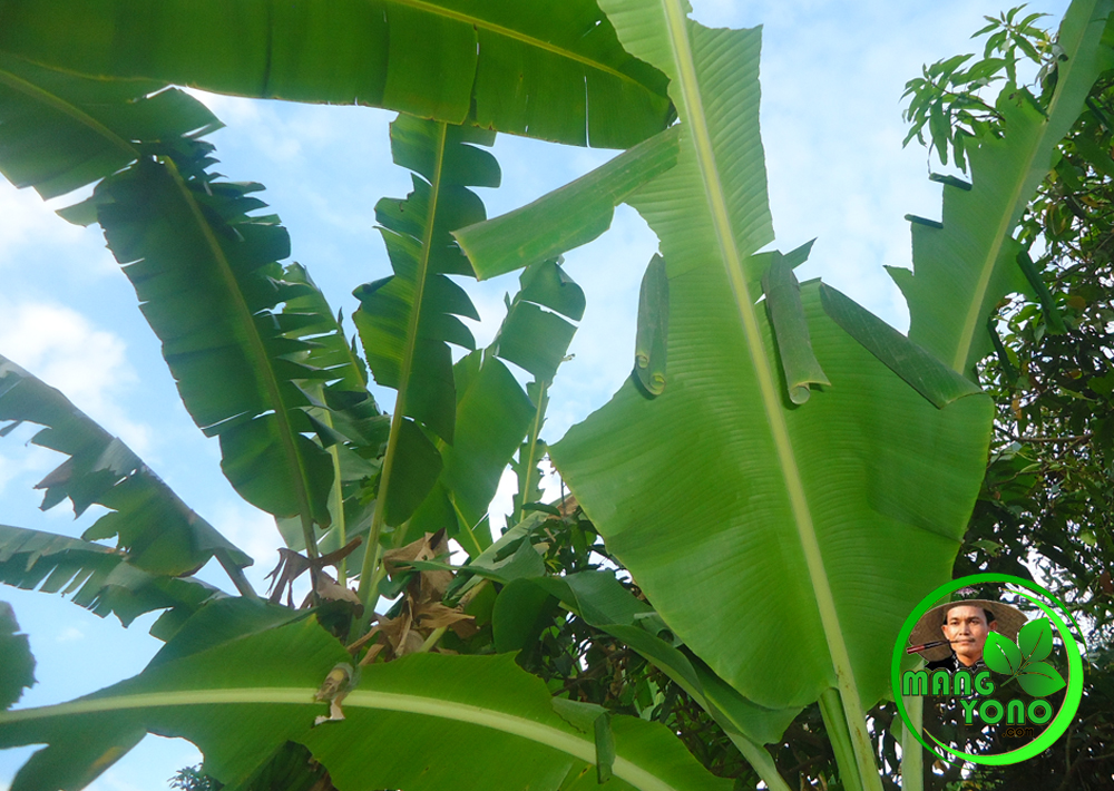 Cara Pengendalian Hama Ulat Daun Tanaman Pisang (Erienota thrax)