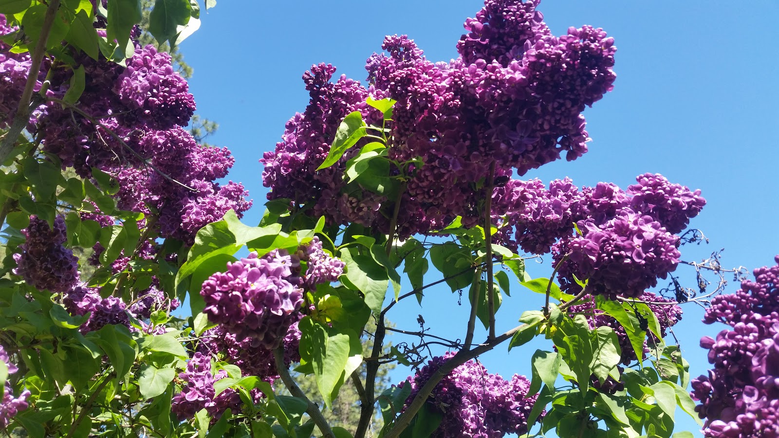 The Back Porch View: Spokane Blooms
