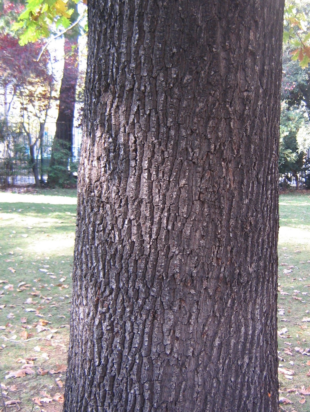 Romund Benius: Texturas de los troncos de árboles