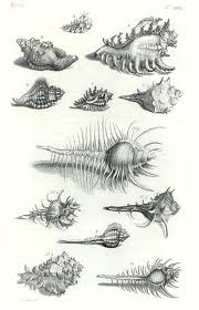 slipstreaming: GEORGIUS EVERHARDUS RUMPHIUS – the Ambonese Curiosity ...