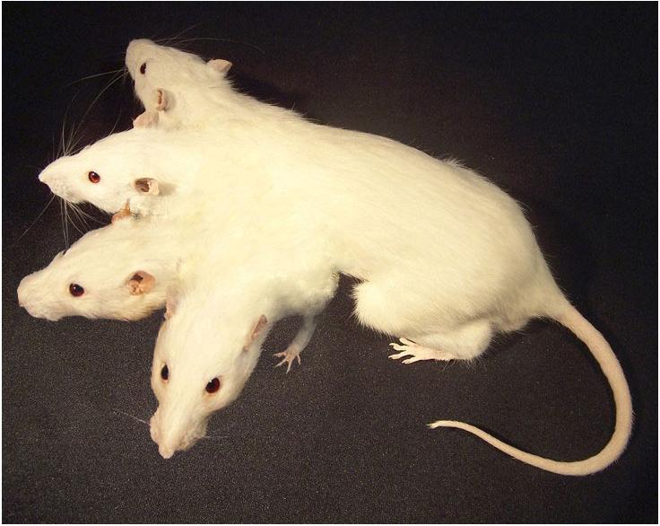 Diary of a Little Chicken: Apparently I'm a 60 yr old man