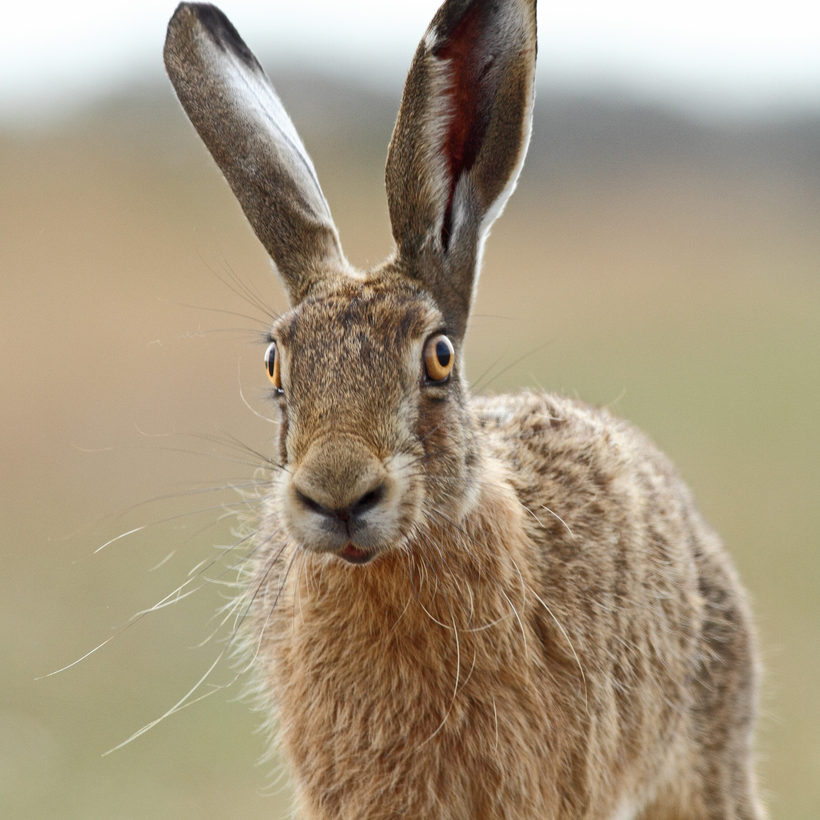 Greater Kent Birder: September 2012