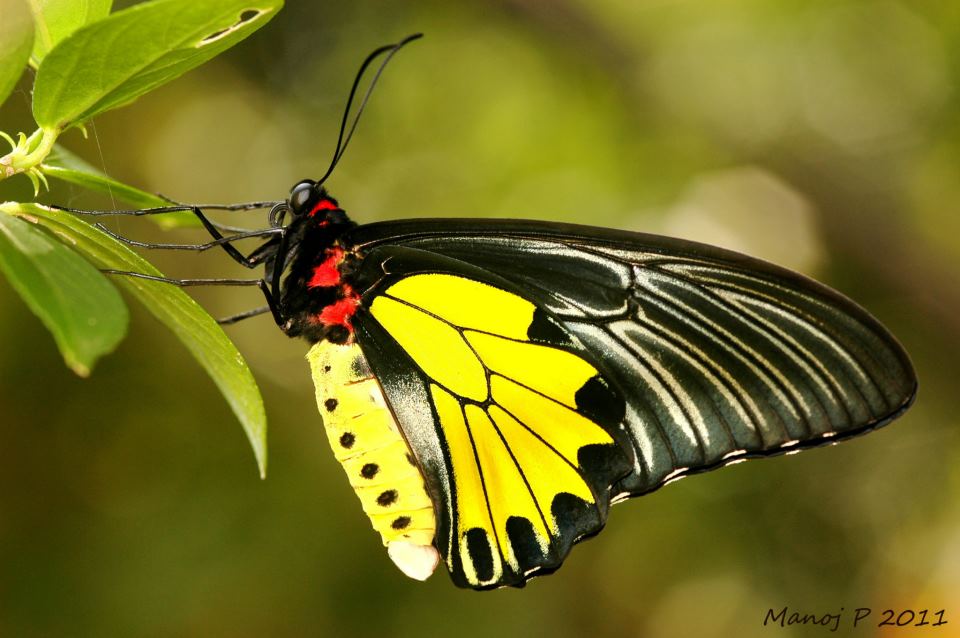 My Butterfly Garden: Southern Birdwing - Troides minos Cramer