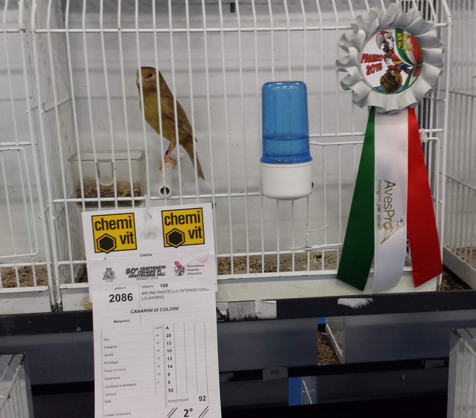 IL BRUNO PASTELLO "Allevamento Sportivo Canarini di Colore": MOSTRE 2015