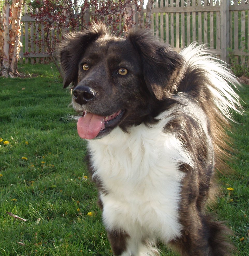 Raise a Green Dog!: Great green and organic tips for Fall lawn care!