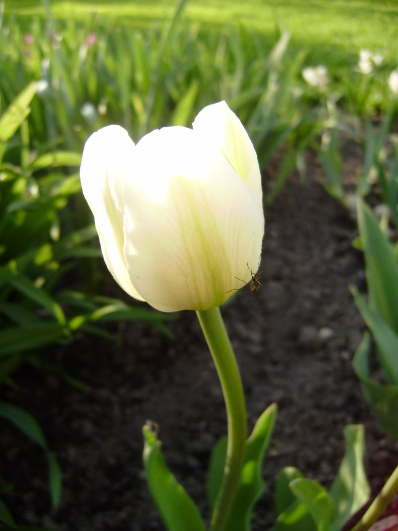 Liia käsitöö: Tulbid ja muud lilled...