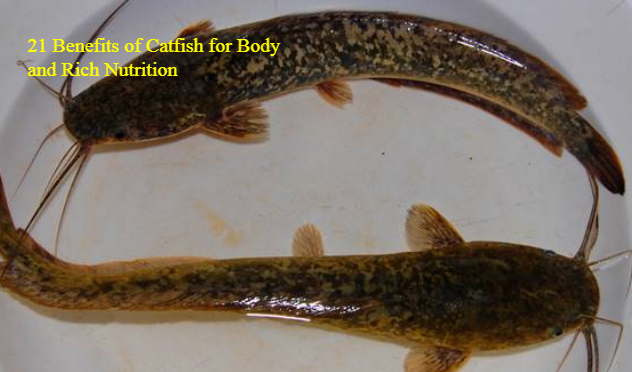 21 Benefits of Catfish for Body and Rich Nutrition - Douglas Playa