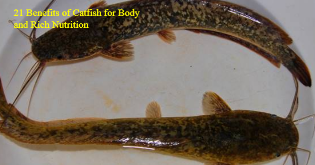21 Benefits of Catfish for Body and Rich Nutrition - Douglas Playa