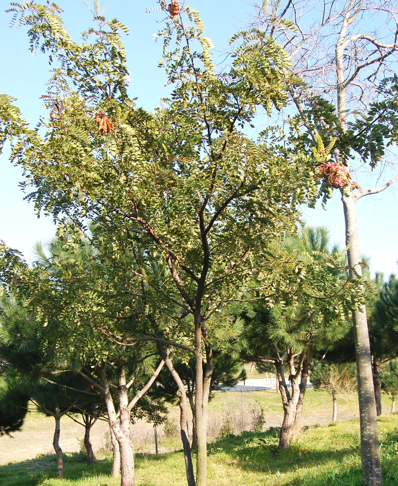 Plantas: Beleza e Diversidade: Tara (Caesalpinia spinosa)