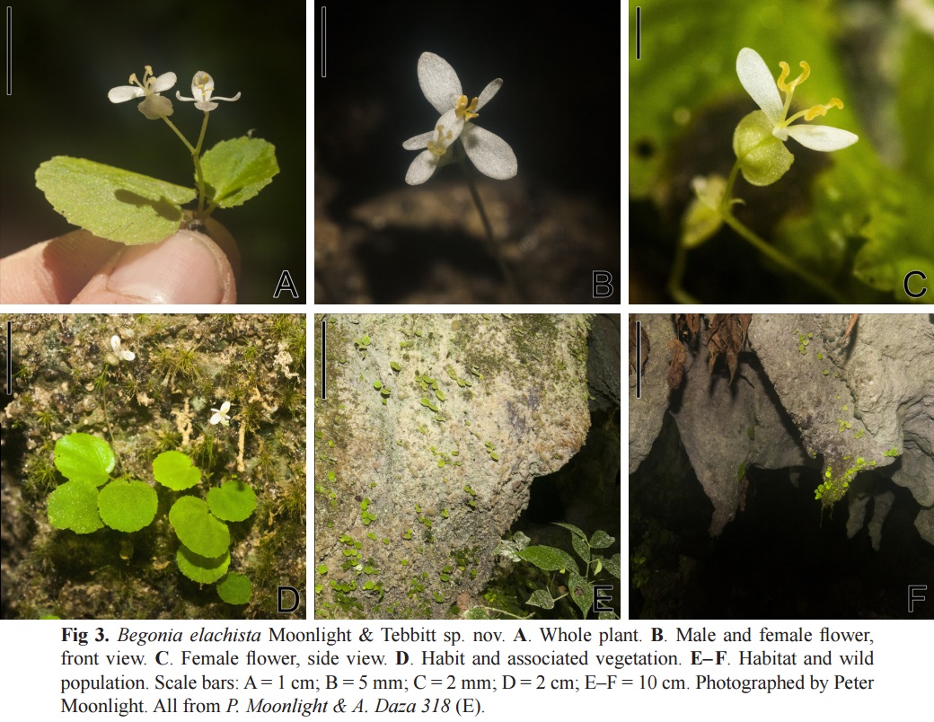 Species New to Science: [Botany • 2017] Begonia elachista Moonlight ...
