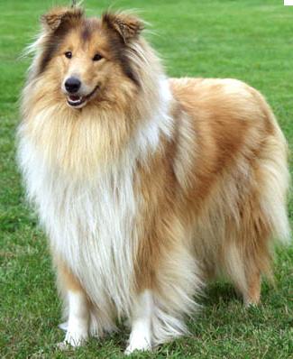 Razas de perros: Collie