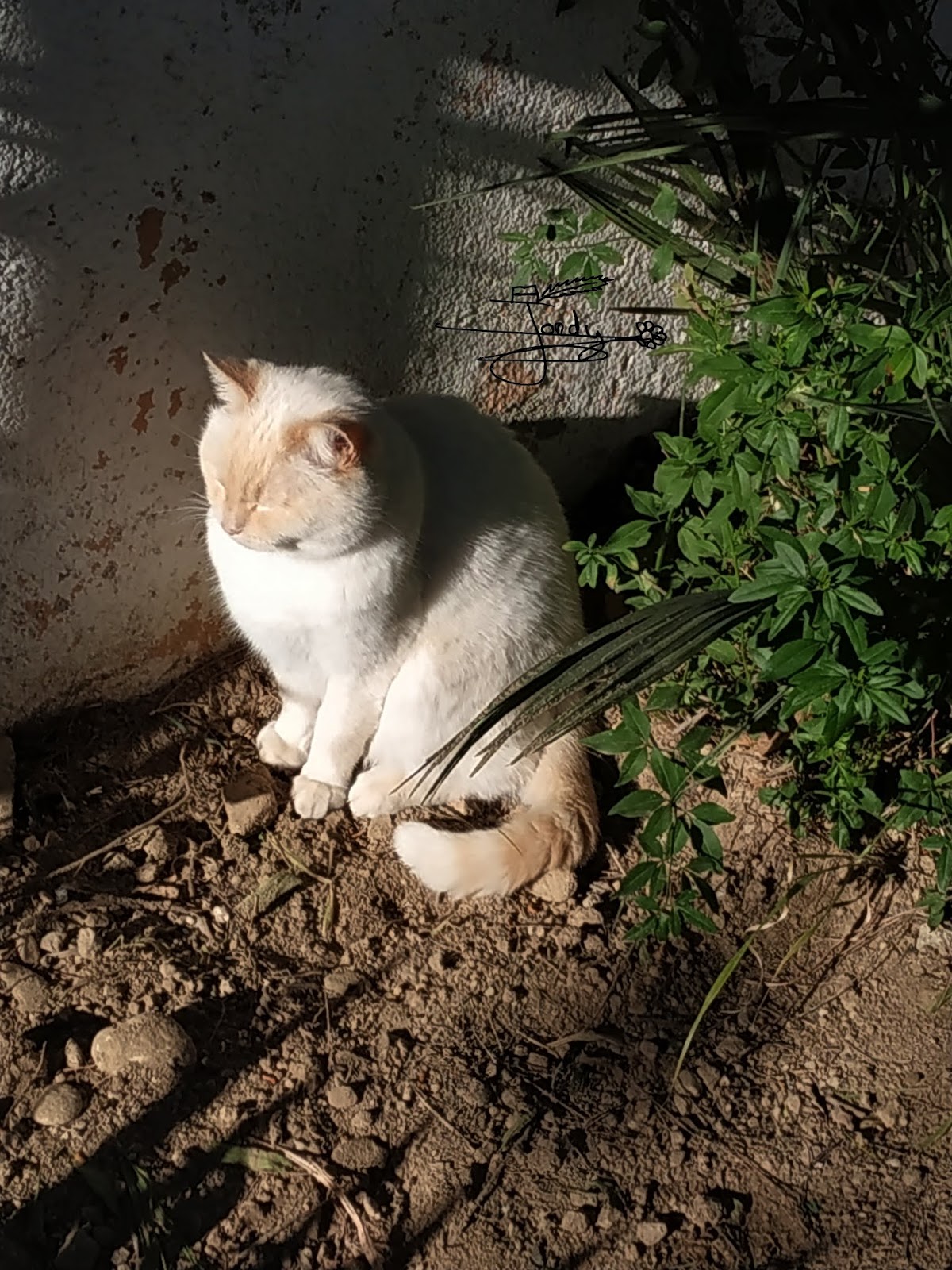 FOTOGRAFIANDO: Gato Posando