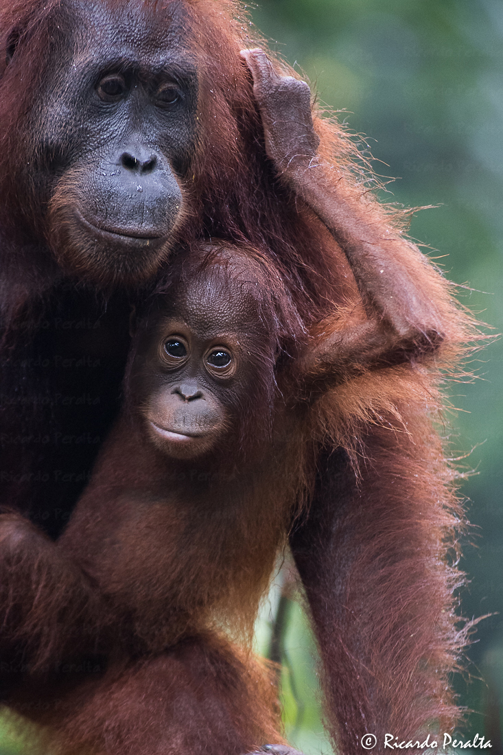 Ricardo Peralta. Fotógrafo de Naturaleza: Orangután de Borneo (Pongo ...
