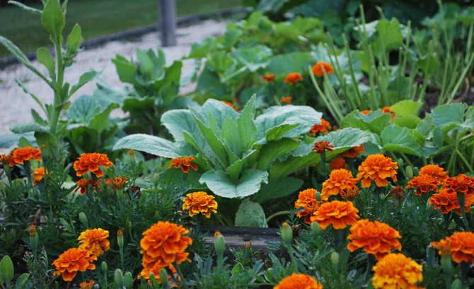 Veggie Garden Inspiration ~ Simple Everyday Living