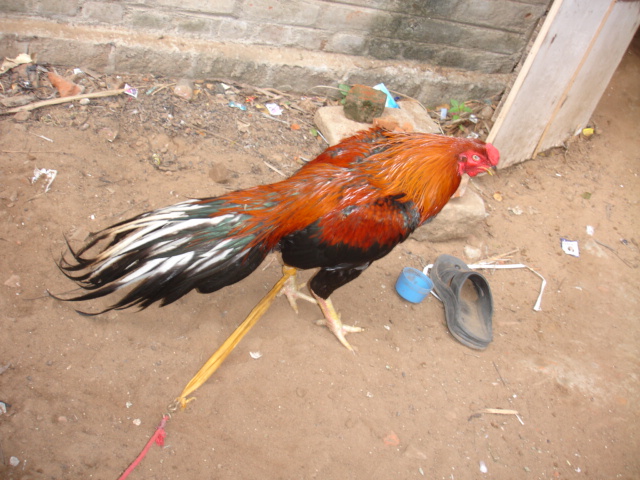 Rooster For Sale | Fighting Roosters For Sell.