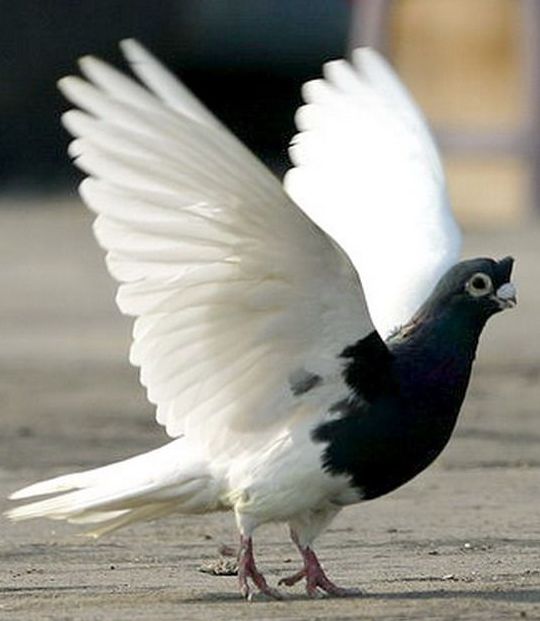 petsinfo: BASIC PIGEON INFORMATION