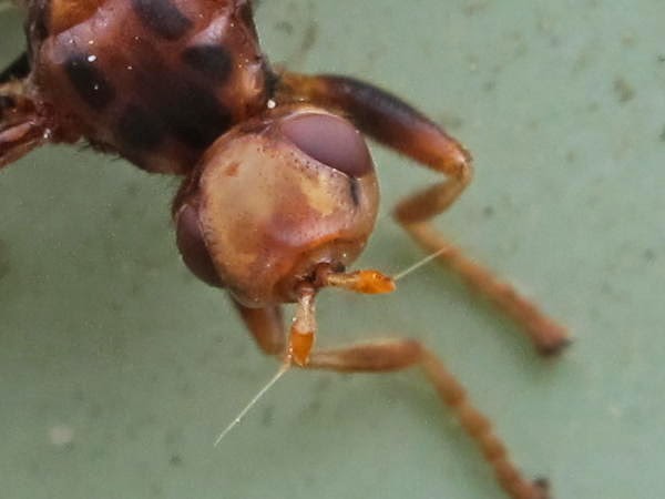 Blue Jay Barrens: Waved Light Fly