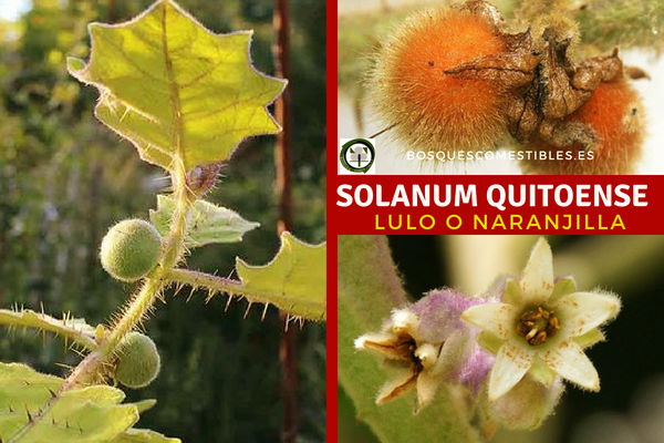 GUÍA DE ÁRBOLES Y ARBUSTOS DE LOS BOSQUES COMESTIBLES: El Lulo, Solanum ...