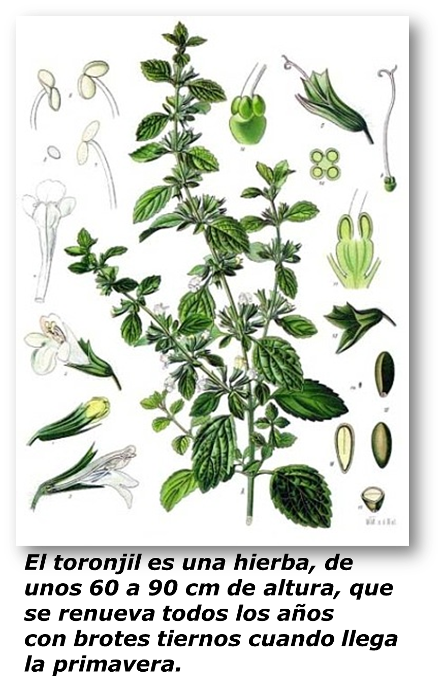 CURATIVO Y NATURAL !! : TORONGIL parte 1 HIERBAS