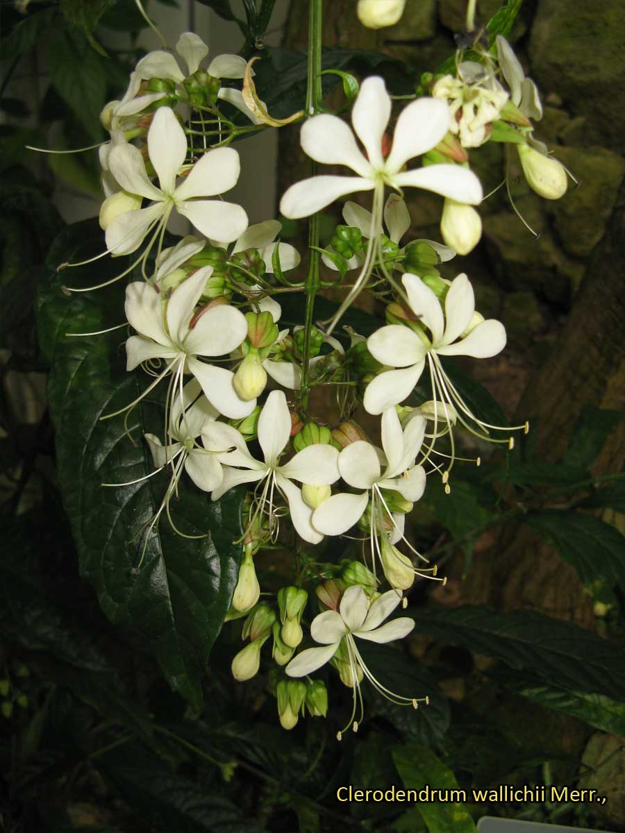 Medicinal Plants: Clerodendrum wallichii, Clerodendrum laevifolium ...