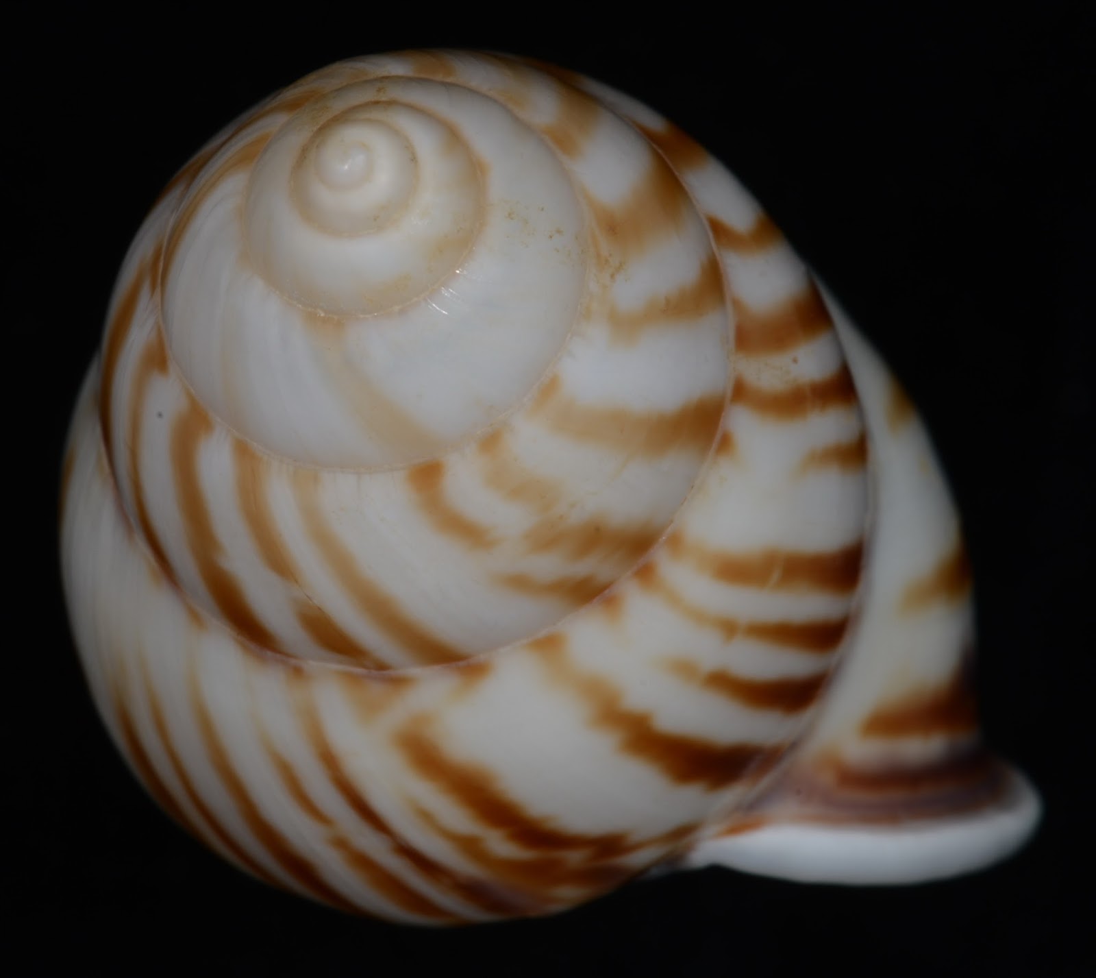 Dr. Lee's Gallery Museum: Amphidromus perversus borneensis 47.25mm