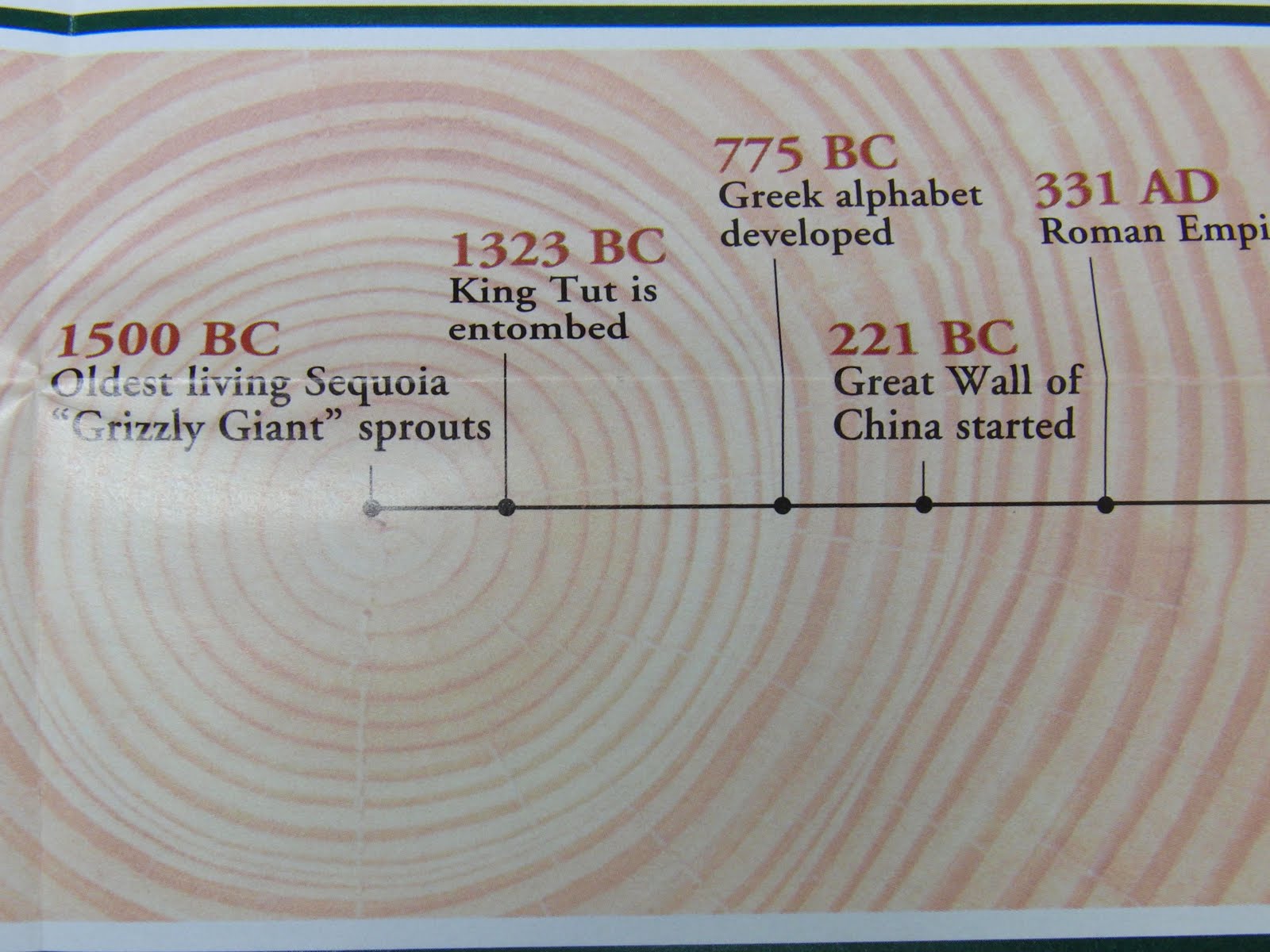 Spasms of Accommodation: Tree Rings