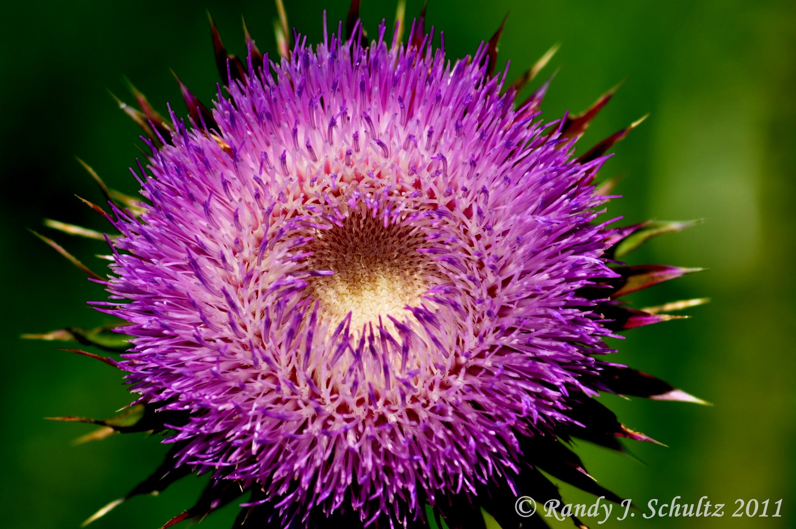 A Walk In The Woods: Thistle Flower