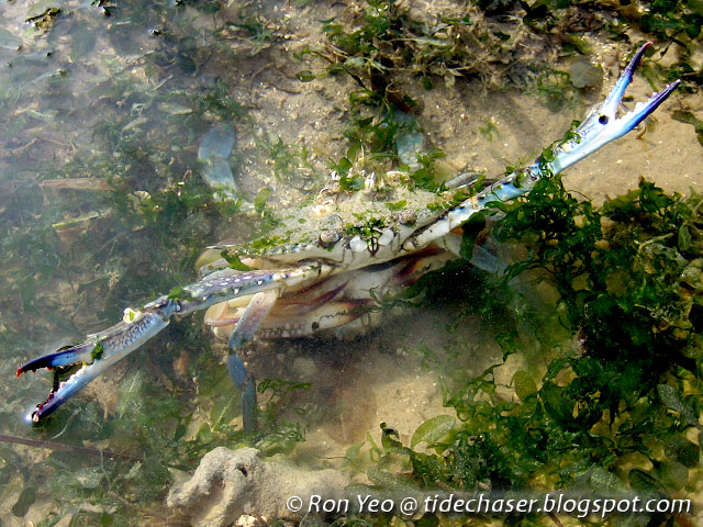 tHE tiDE cHAsER: Swimming Crabs (Phylum Arthropoda: Family Portunidae ...