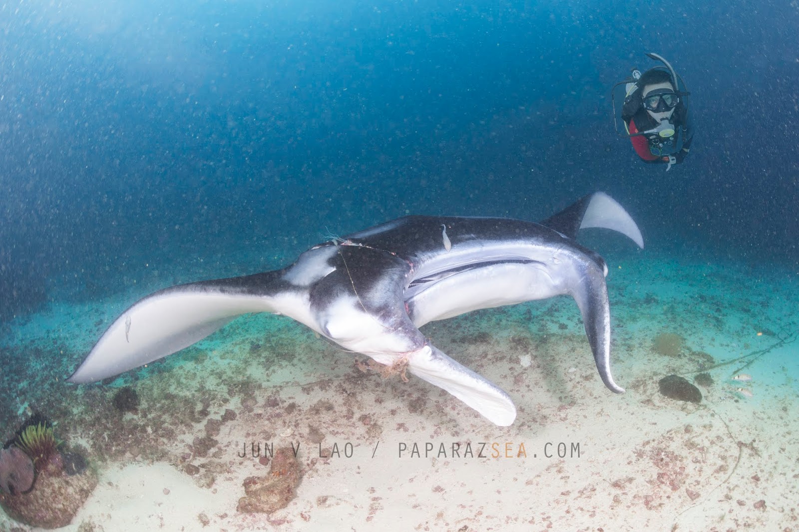 Dive Ticao, Manta Bowl Trip Report 2019 - PaparazSea