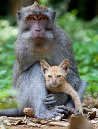 REINO DA FANTASIA: O Macaco e o Gato