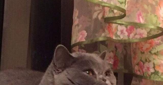 Funny cats - part 256 (40 pics + 10 gifs) | Amazing Creatures