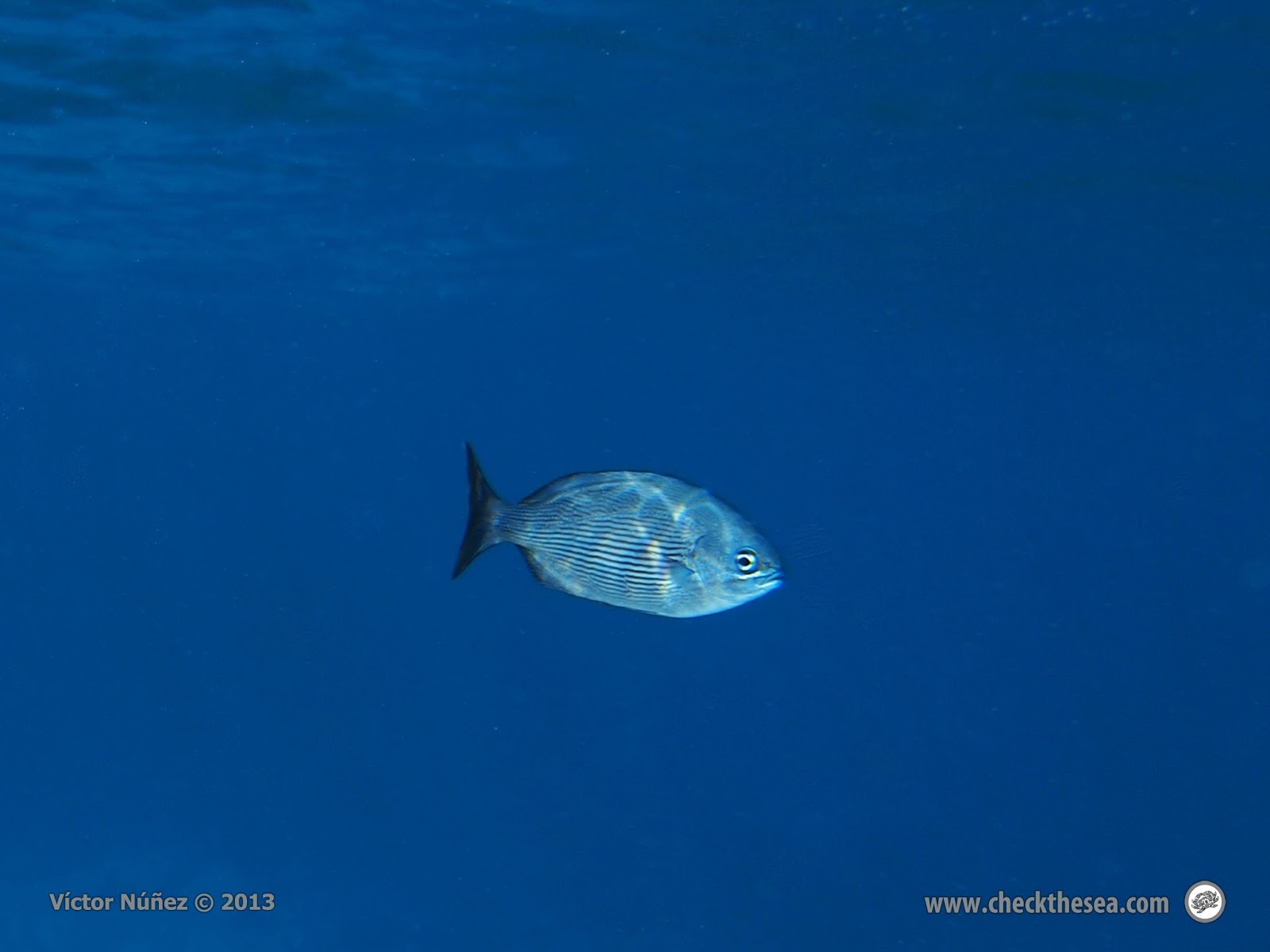 Check the Sea. Web de buceo y fotografía submarina de las Islas ...