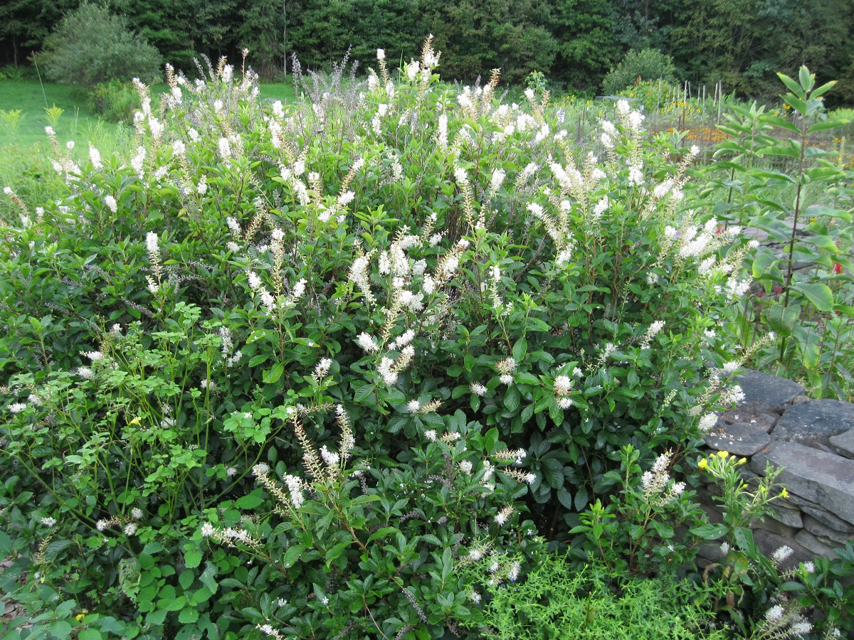 Plants and Stones: Sweet, Sweet Summersweet