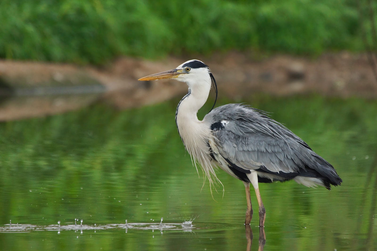 Pasión por las aves: Garza real.(Ardea cinerea)