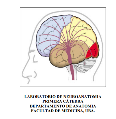 Anatomía 2012 - Ayudante Pablo Prado: Formación Reticular y Fibras de ...