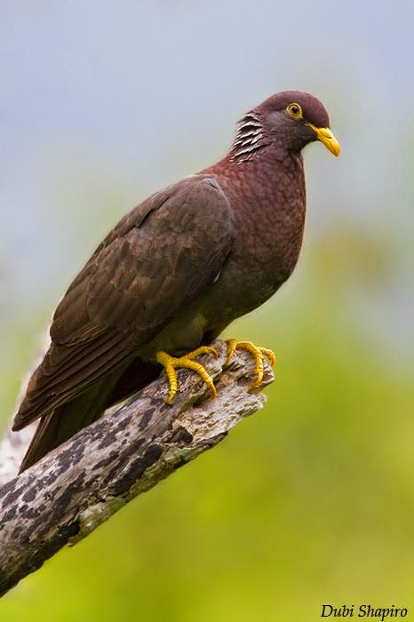 Tierra de cigueñas: Paloma de las Comoros (Columba pollenii)