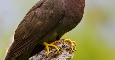 Tierra de cigueñas: Paloma de las Comoros (Columba pollenii)
