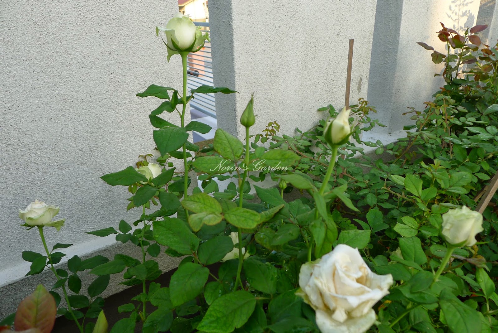 All About Norin's Garden: Jenis-jenis ros