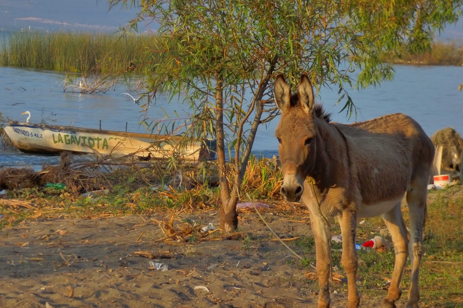 Mexico Stories: 2018