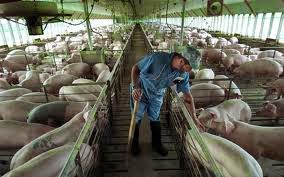 gist, educating, agriculture, technology, business advice and lucrative ...