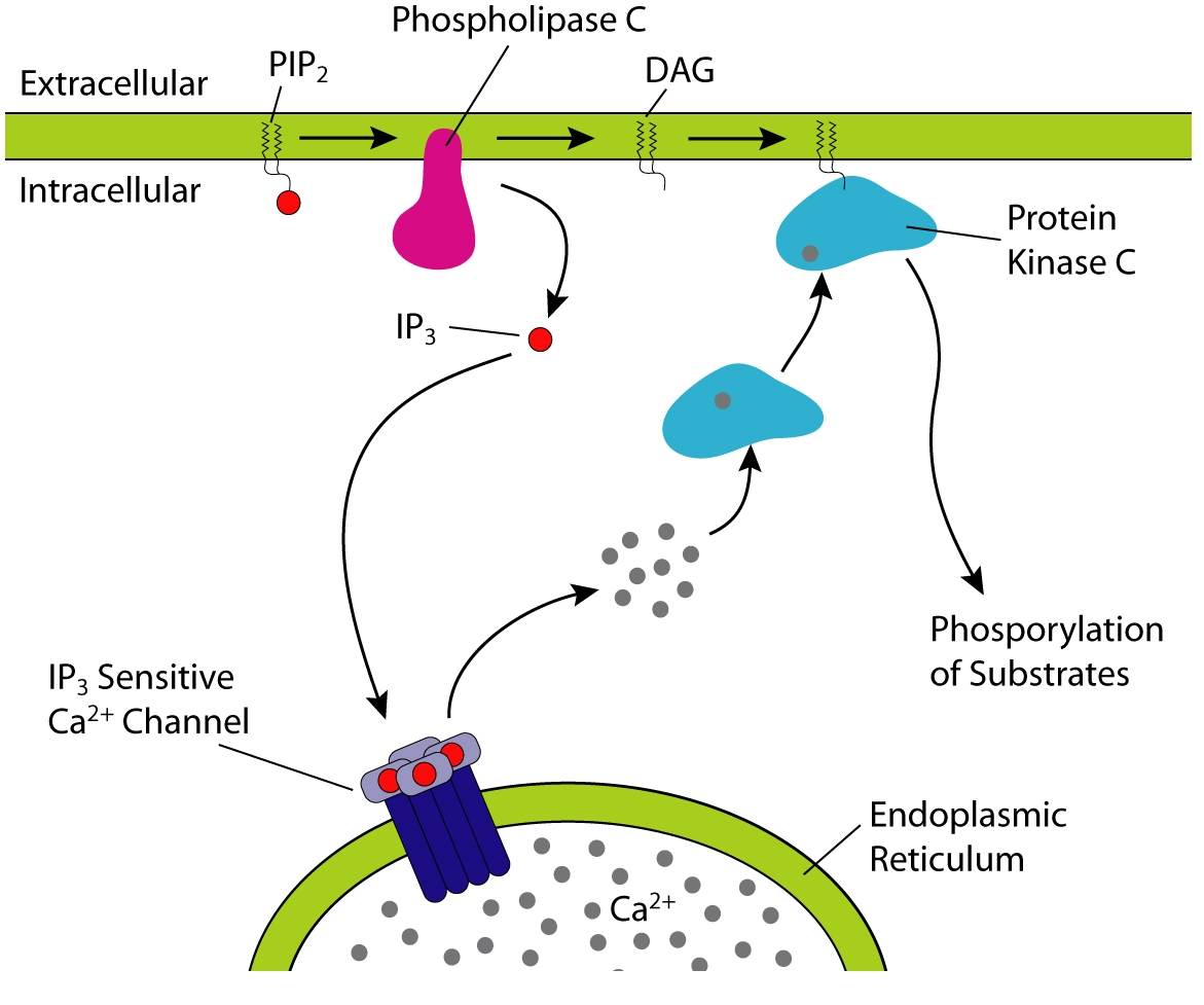 Evolutionary Psychiatry: Inositol - The Nervous System's Pony Express