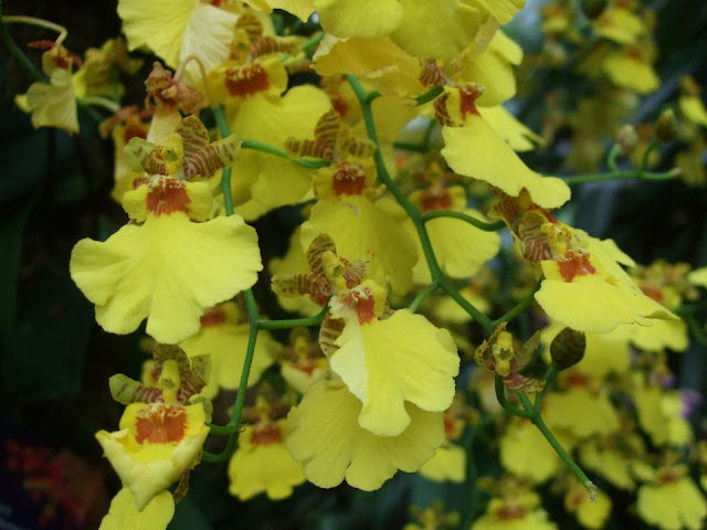 Golden Angel (Oncidium Gower Ramsey)