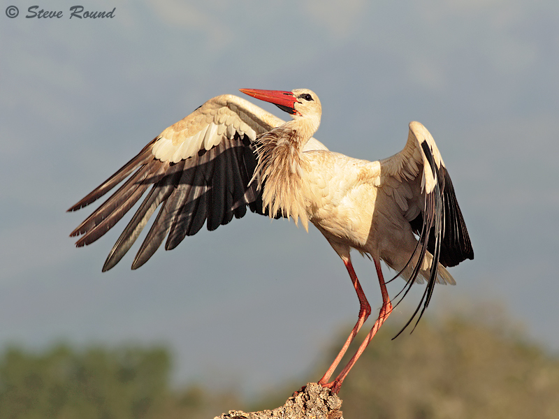 Steve Round Wildlife Photography: White Storks From Spain