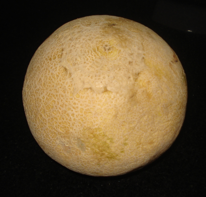 Recipe Collection: Fruits