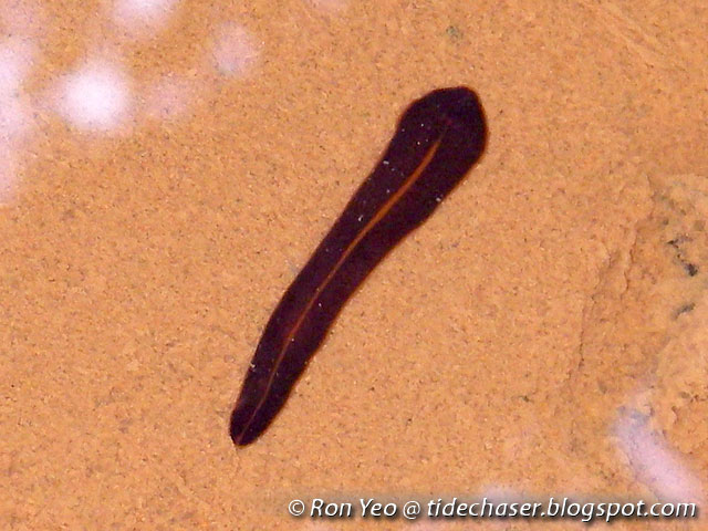 tHE tiDE cHAsER: Flatworms (Phylum Platyhelminthes) of Singapore
